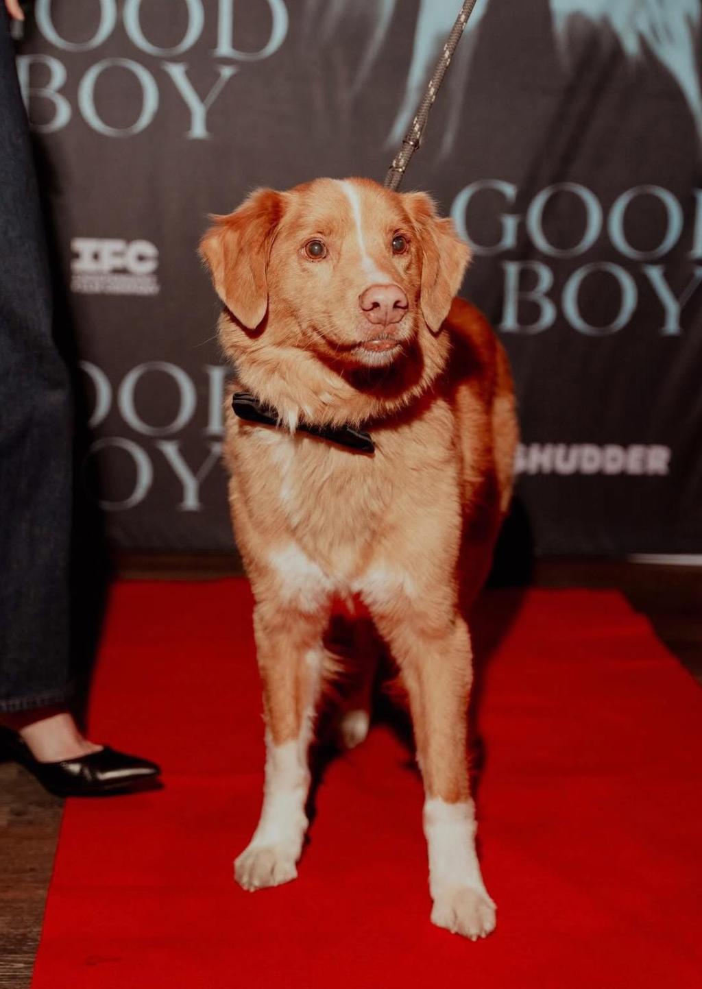 익스트림무비 - ‘굿보이’ 인디 최애작 4 / 레드카펫 - 친구사귐