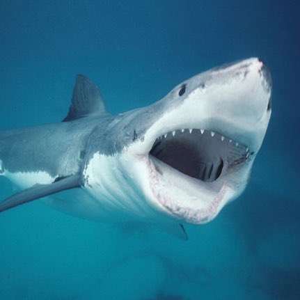 익스트림무비 - 피비 디네이버, 소니 신작 상어습격 영화 '더 라이징' 캐스팅 물망