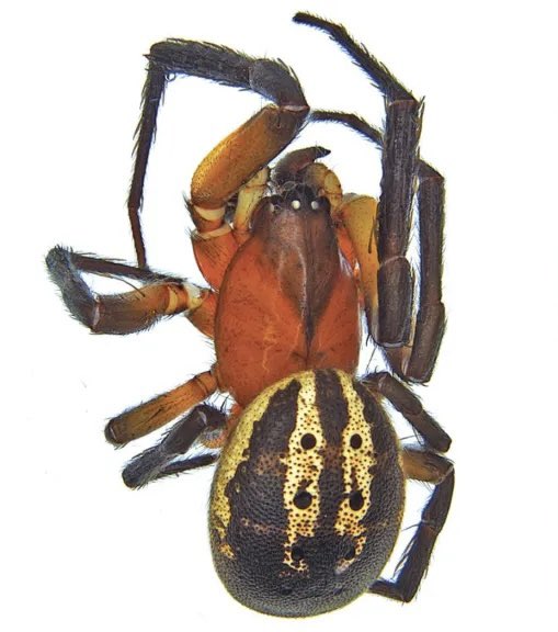 익스트림무비 - 새로운 거미의 속과 종의 이름 - 마블 베놈, 탐 하디 이름 따서 지어