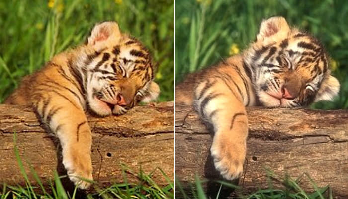 익스트림무비 - 귀여운 아기 호랑이 사진들 모음 (스압주의)